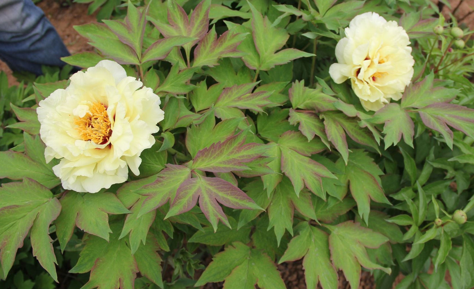 'HIGH NOON' Tree Peony (Paeonia suffruticosa x lutea '正午-Hai Huang ...