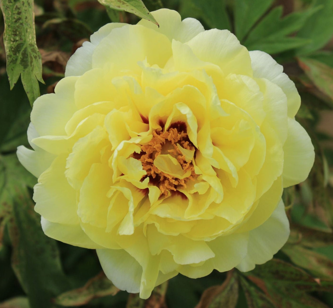 'HIGH NOON' Tree Peony (Paeonia suffruticosa x lutea '正午-Hai Huang ...