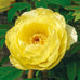 'HIGH NOON' Tree Peony (Paeonia suffruticosa x lutea '正午-Hai Huang ...
