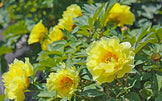 'HIGH NOON' Tree Peony (Paeonia suffruticosa x lutea '正午-Hai Huang ...