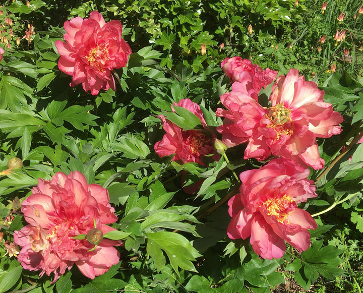 ITOH-TYPE HYBRID PEONIES – Champlain Peony Company